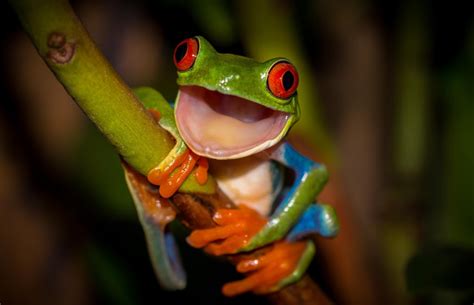 Vibrant Red Eyed Tree Frog Hd Wallpaper Natures Colorful Marvel