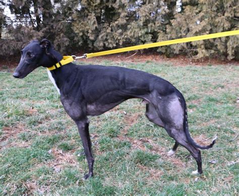 Cbt Flamethrower Greyhound Pet Adoptions Of Delaware