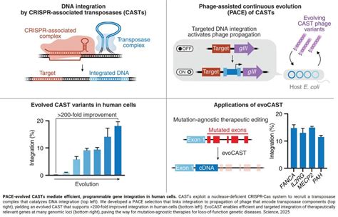 Programmable Gene Insertion In Human Cells Using A New Gene Editor Sciencemission