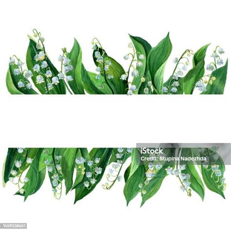 은방울꽃의 수채화 가로 프레임 흰색 꽃과 녹색 잎이 고립되어 있습니다 식물학 첫 번째 봄 꽃의 그림 은방울꽃에 대한 스톡 벡터 아트 및 기타 이미지 Istock
