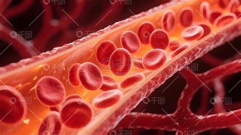 显微结构ai数字艺术 红色血管剖面图红细胞流动医疗健康显微结构 Ai图片免费下载 格式 5338像素 编号71858802 千图网