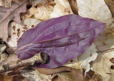 Tipularia Discolor Cranefly Orchid