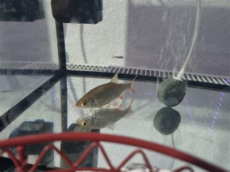 Identify Fish R Fish