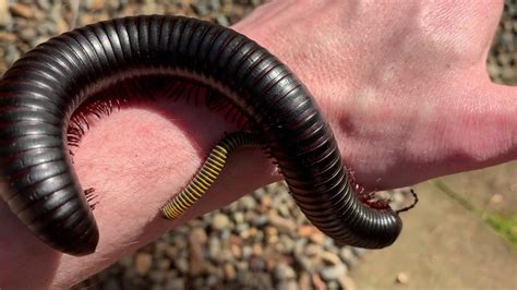 Flame Leg Millipede Walking Pattern Roddlysatisfying