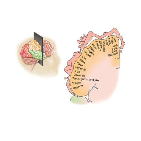Human Brain Showing The Layout Of The Sensory Cortex Print