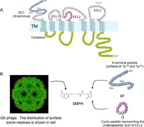 Preparation Of Two Ccr5 Vaccine Constructs A Linear Peptide