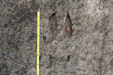 Mule Deer Tracks