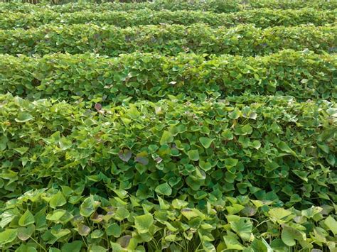 Premium Photo Growing Organic Sweet Potatoes Organic Farming