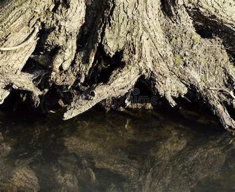 Tree Roots By Creek Stock Photo Image Of Root Moss