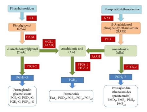 Endocannabinoid System Giving Rise To Endocannabinoids 2ag And Aea Download Scientific