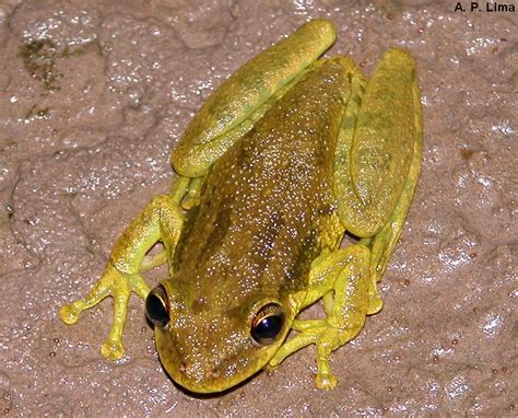 Scinax Cf Ruber Br Inicio