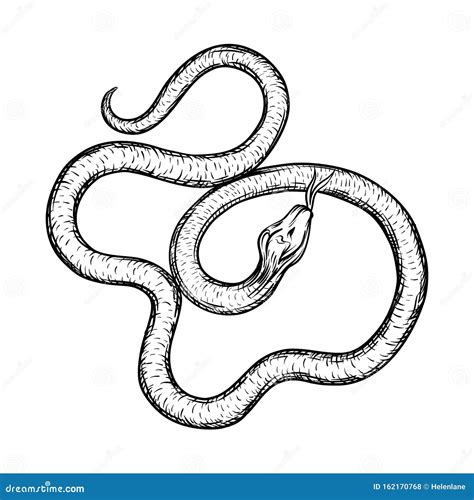 Snake Element For Design Stock Vector Illustration Of Graphic 162170768