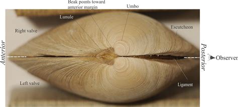 Bivalve Morphology For Sedimentologists Geological Digressions