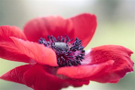 How To Grow And Care For Anemone Windflower Plants