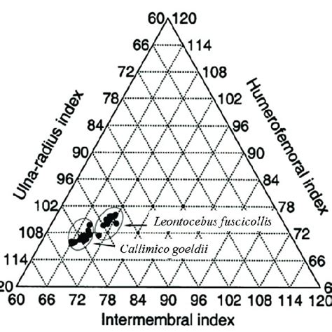 Triangular Plot Of The Significantly Different Relative Limb Proportion