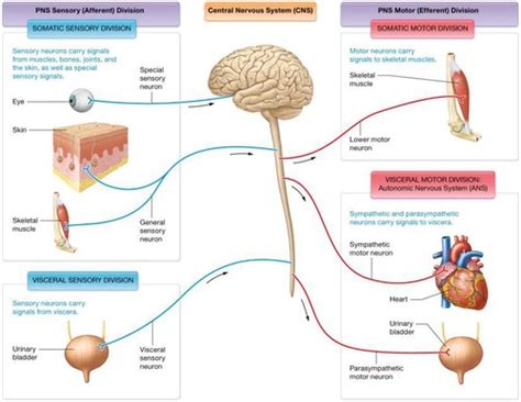 Comprehensive Review Of Sensory And Motor Pathways Autonomic Nervous