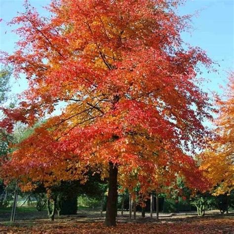 Black Tupelo Tree Seeds Nyssa Sylvatica 10seeds Etsy