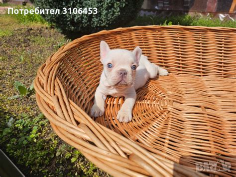 Френски булдог лилак и лилак фаун бебета мъжко и женско на 3 месеца