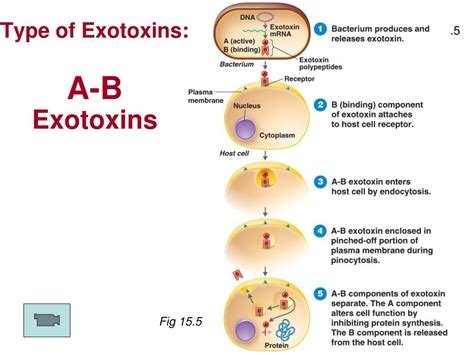 Ppt Ch 15 Powerpoint Presentation Free Download Id2159340