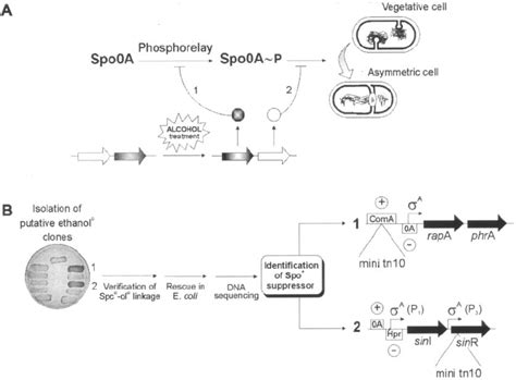Identification Of Cell Fate Determinants Involved In Alcohol Produced Download Scientific