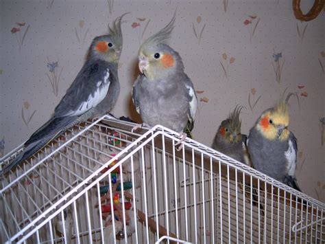 About Wild Cockatiel Games