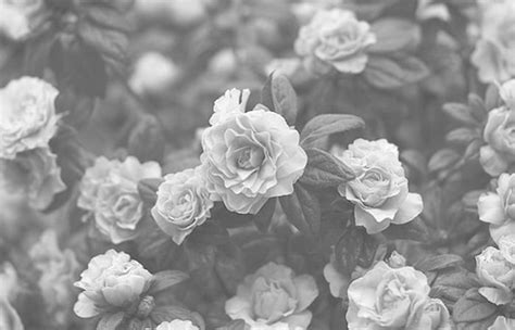 Introduction To Histogram Equalization Technical Articles