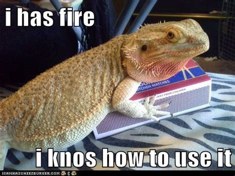 Pin By Christina Wetton On Beardies Bearded Dragon Bearded Dragon