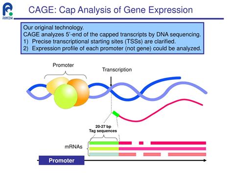 Ppt Next Generation Sequencers And Progress On Omics Research Powerpoint Presentation Id 7018525