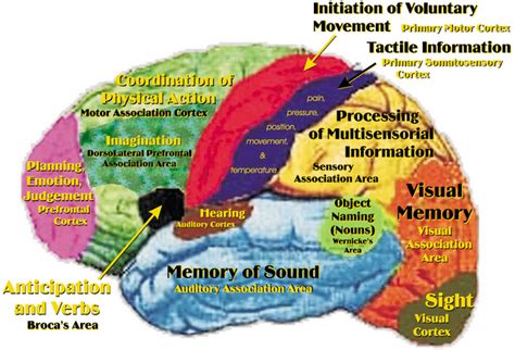 Theories Of Brain Mapping Medical Automation Healthcare Automation
