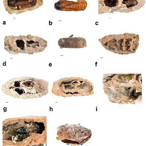 Nest Structures And Cocoon Types Of Secondary Tenants That Nest Inside Download Scientific