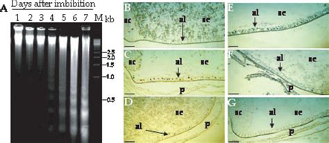 Pattern Of Dna Fragmentation In Aleurone Cells Of Wheat Grains Download Scientific Diagram