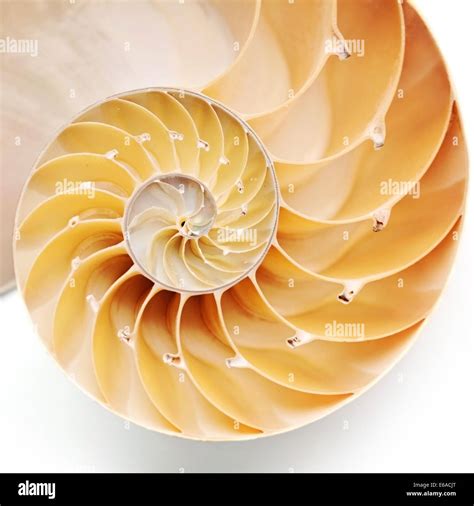 Snail Shell Section Are Snails Born With Shells Facts About Snails