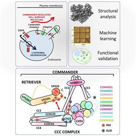 Ai Driven 3d Modeling Sheds Light On Postal Workers Within Human Cells Cbirt