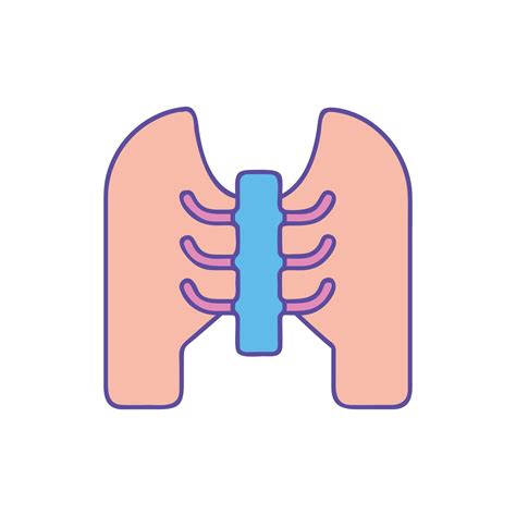 Xiphoid Process Detailed Anatomy 55729306 Vector Art At Vecteezy