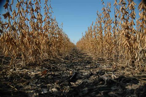 Tennessee Soybean Farmers Face Tough Decisions Ahead Of 2026 Growing Season
