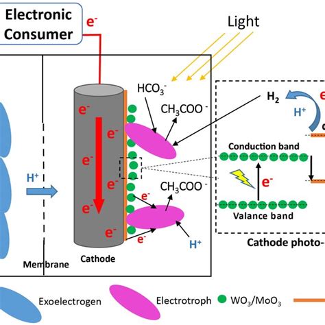 effect of cathode modification with wo3 and moo3 nanoparticles