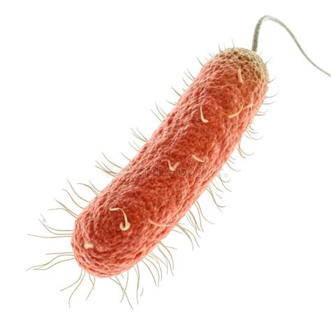 Ai Generated 3d Escherichia Coli Bacterium Stock Illustration Illustration Of Microbe Medical