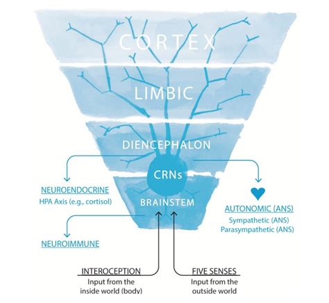 Understanding The Interaction Between Body And Mind In Effective Understanding The Interaction Between Body And Mind In Effective