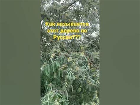Как называется этот дерево по русски??? - YouTube