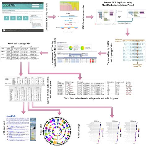 Graphical Abstract Of Different Bioinformatics Analysis For Snp Calling Download Scientific