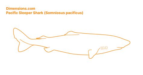 Sleeper Shark