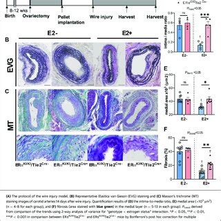 Assessments Of Intimal Hyperplasia Medial Thickening And Fibrosis Download Scientific Diagram