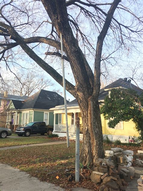 This Tree That Swallowed This Light Pole Broke It In Half And Carried It Away R