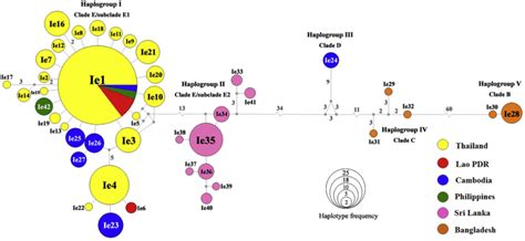 Minimum Spanning Haplotype Network Of Indoplanorbis Exustus Sensu Lato