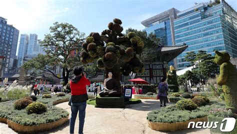 조계사 국화축제 개막 D 2 뉴스1