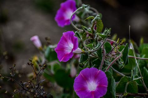 ดอกไม้ ดอกไม้ป่า ฤดูร้อน ภาพฟรีบน Pixabay Pixabay