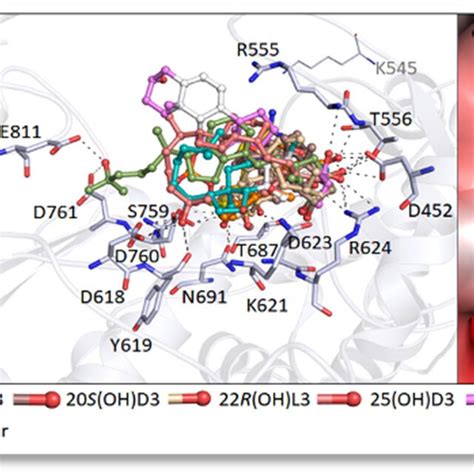 The Binding Pattern Of Identified Sterols And Secosteroids With