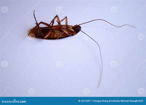Dead Cockroach On Table Stock Image Image Of Bacteria 4275307