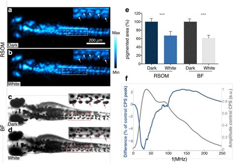Rsom Imaging And Photoacoustic Signal Frequency Analysis Of