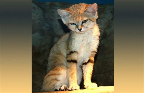 Sand Cat Description Habitat Image Diet And Interesting Facts